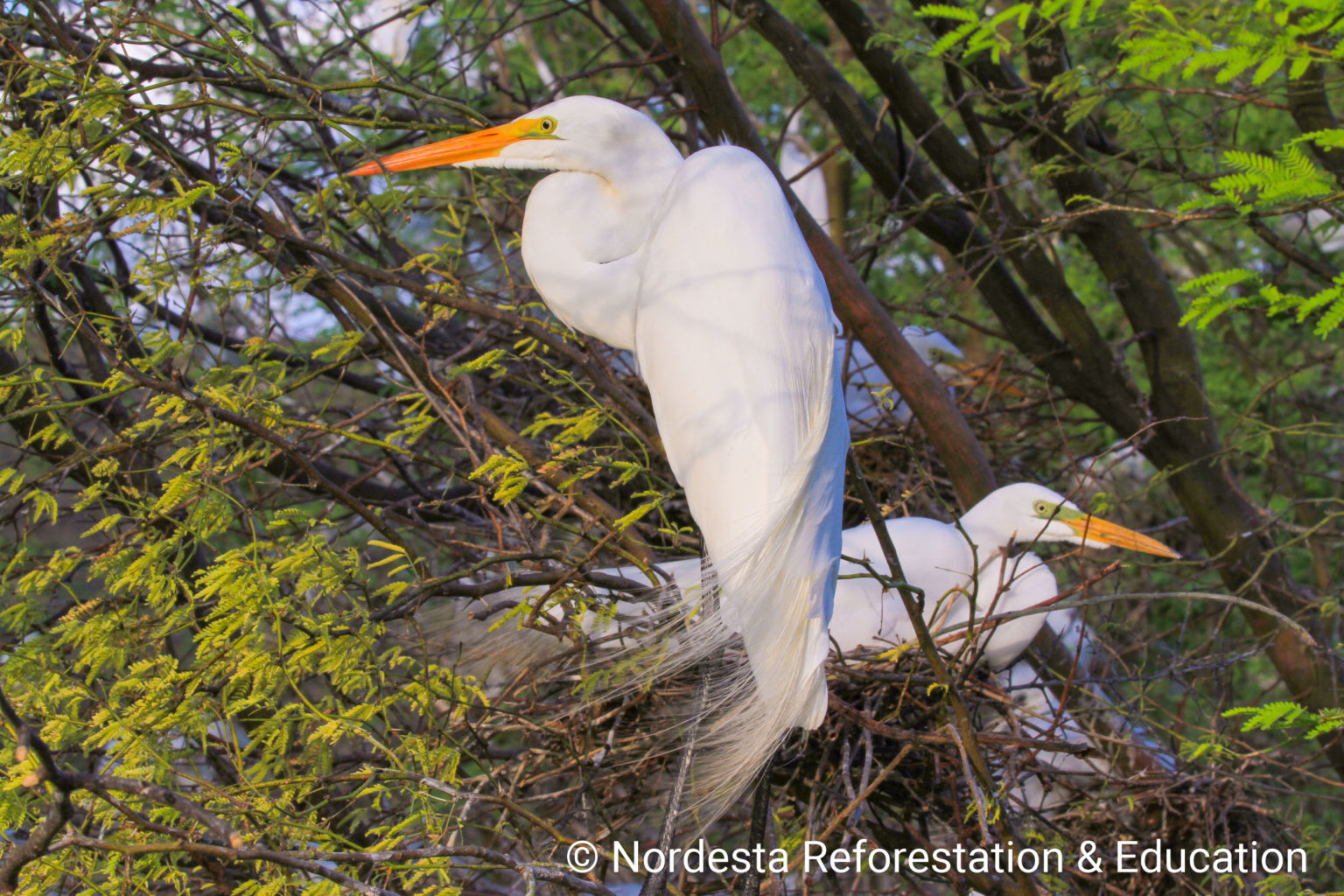 Ardea alba – Aves do Brazil