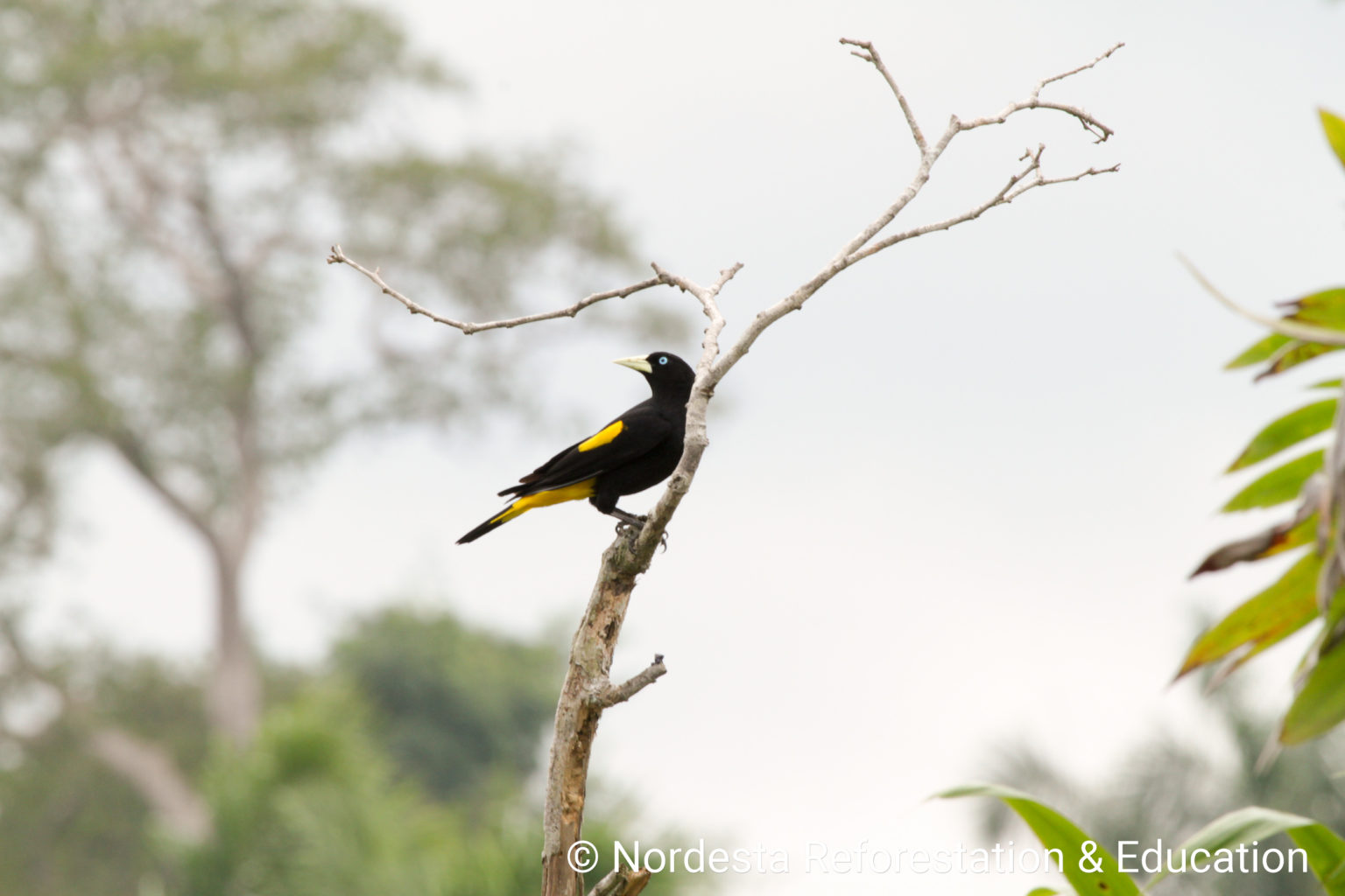 Cacicus cela – Aves do Brazil